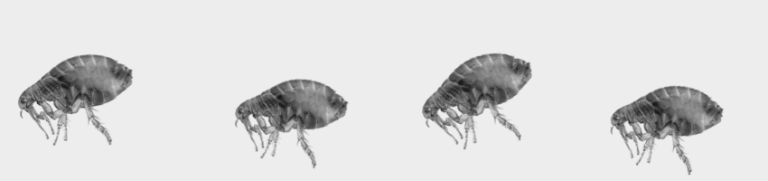 Pulgas, todo lo que necesitas saber sobre ellas